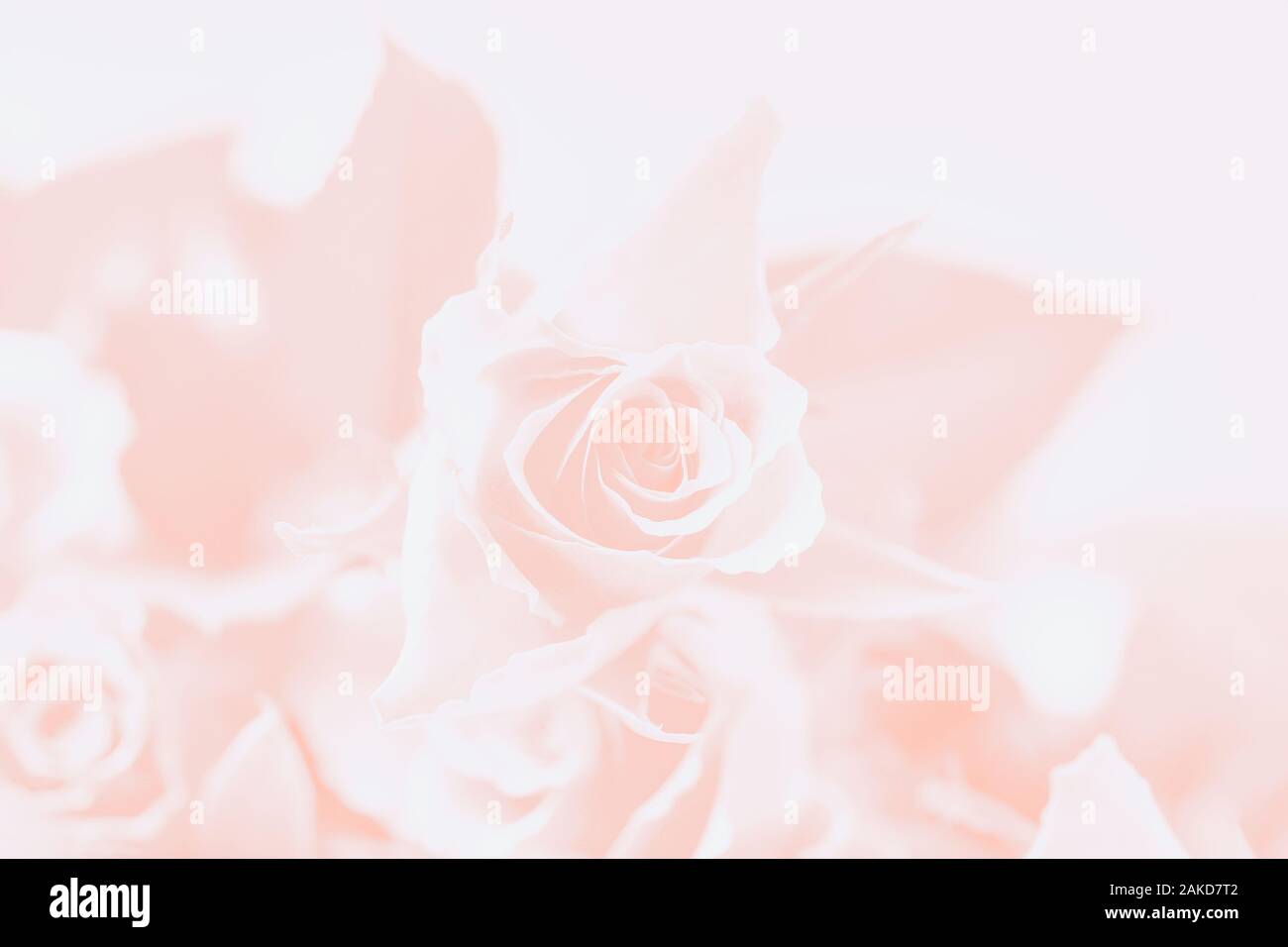 Pale coral color gradient background, floral rose pattern Stock Photo ...
