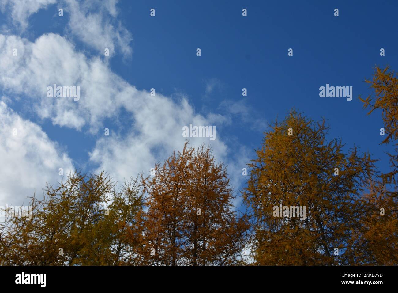 Golden tamarack trees hi-res stock photography and images - Alamy