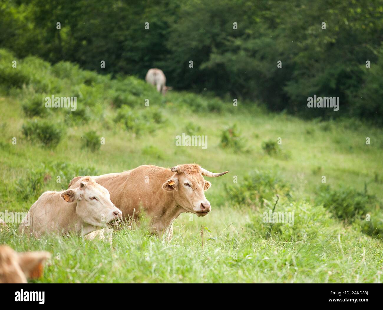 Lawn agriculture hi-res stock photography and images - Alamy