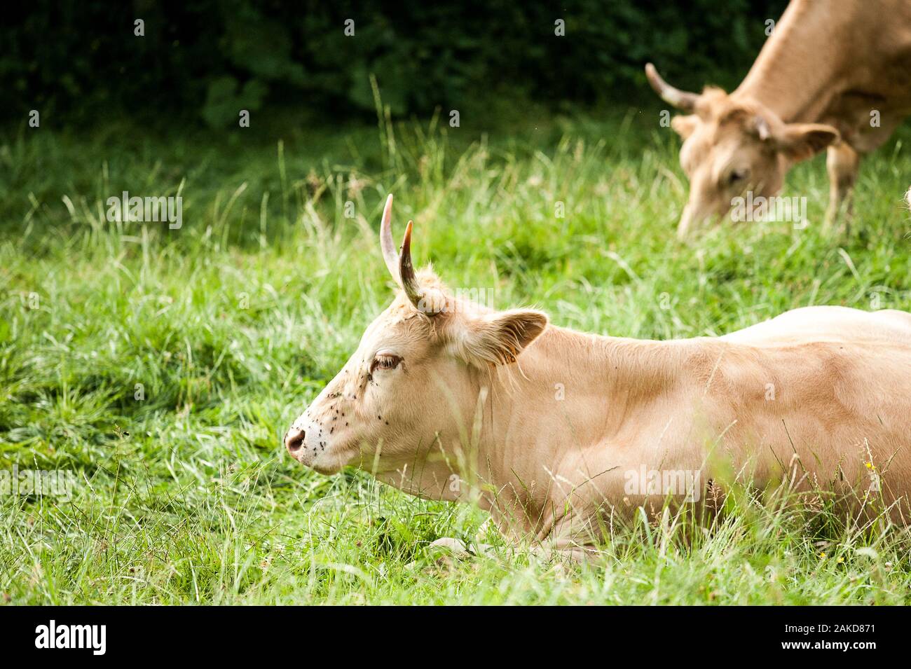 Agriculture lawn hi-res stock photography and images - Alamy