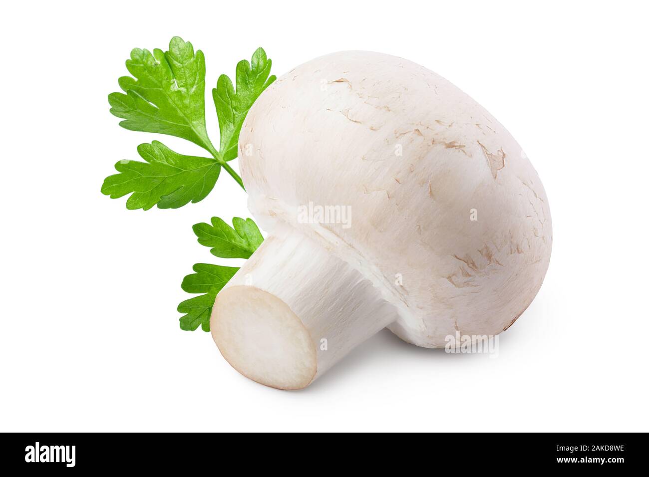 Fresh mushroom champignon isolated on white background with clipping ...