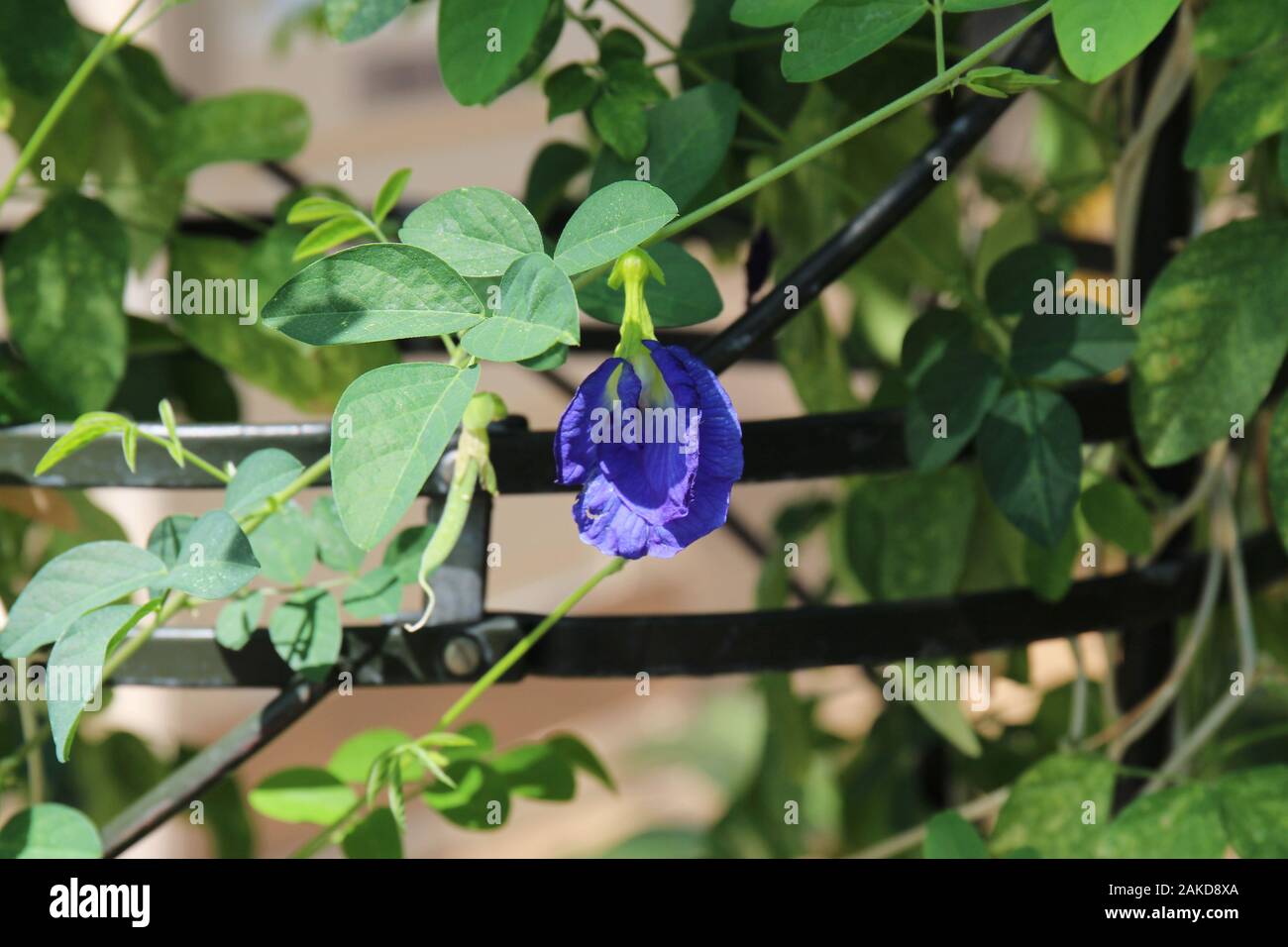 Blue bell vine flower hi-res stock photography and images - Alamy