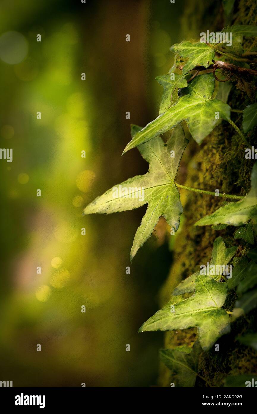 Misterios path in a forest with trees covered with ivy plants Stock ...