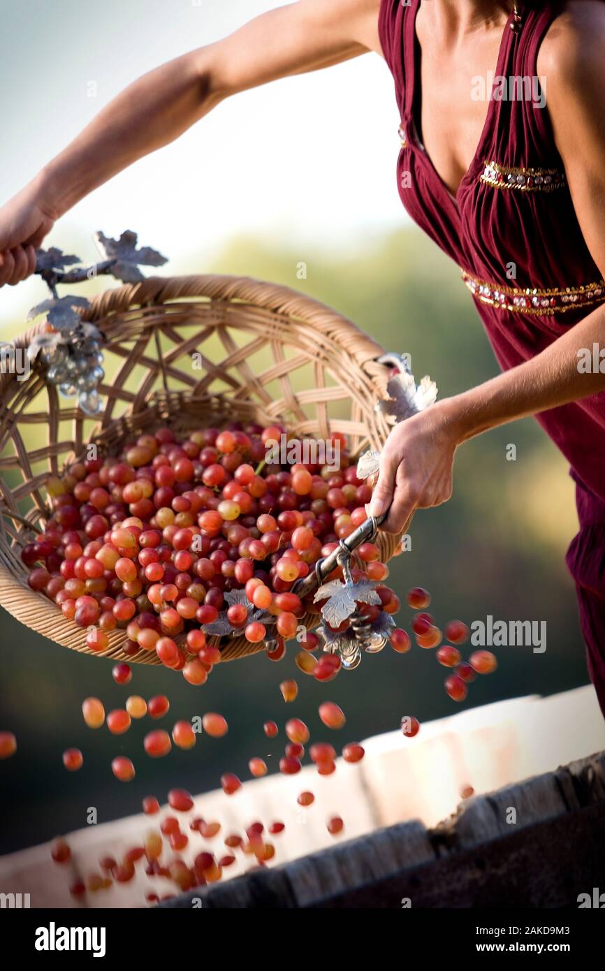 Mid-adult woman tipping a basket of fresh grapes into a wooden barrel ...