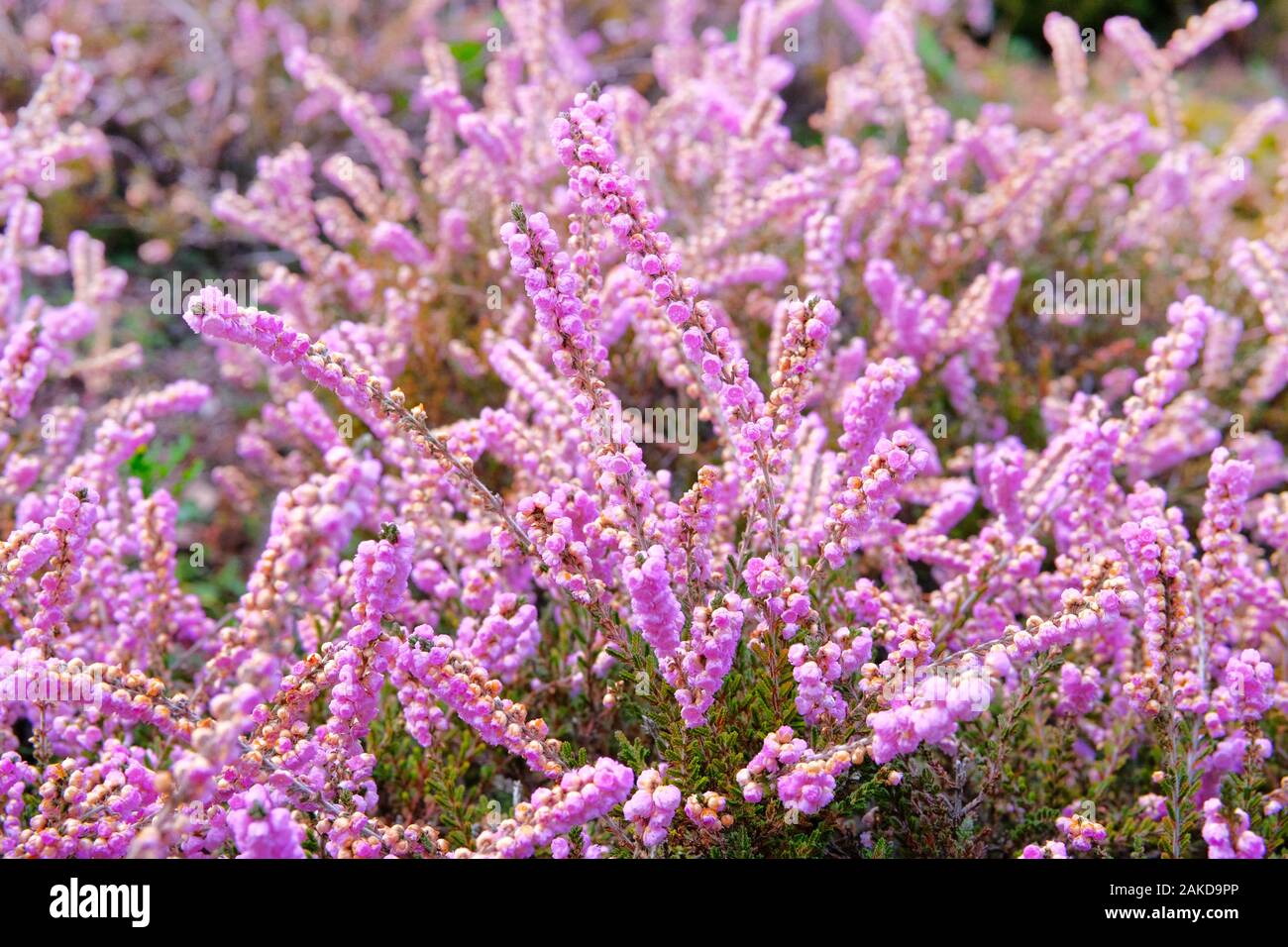 Heather flora landscape hi-res stock photography and images - Alamy