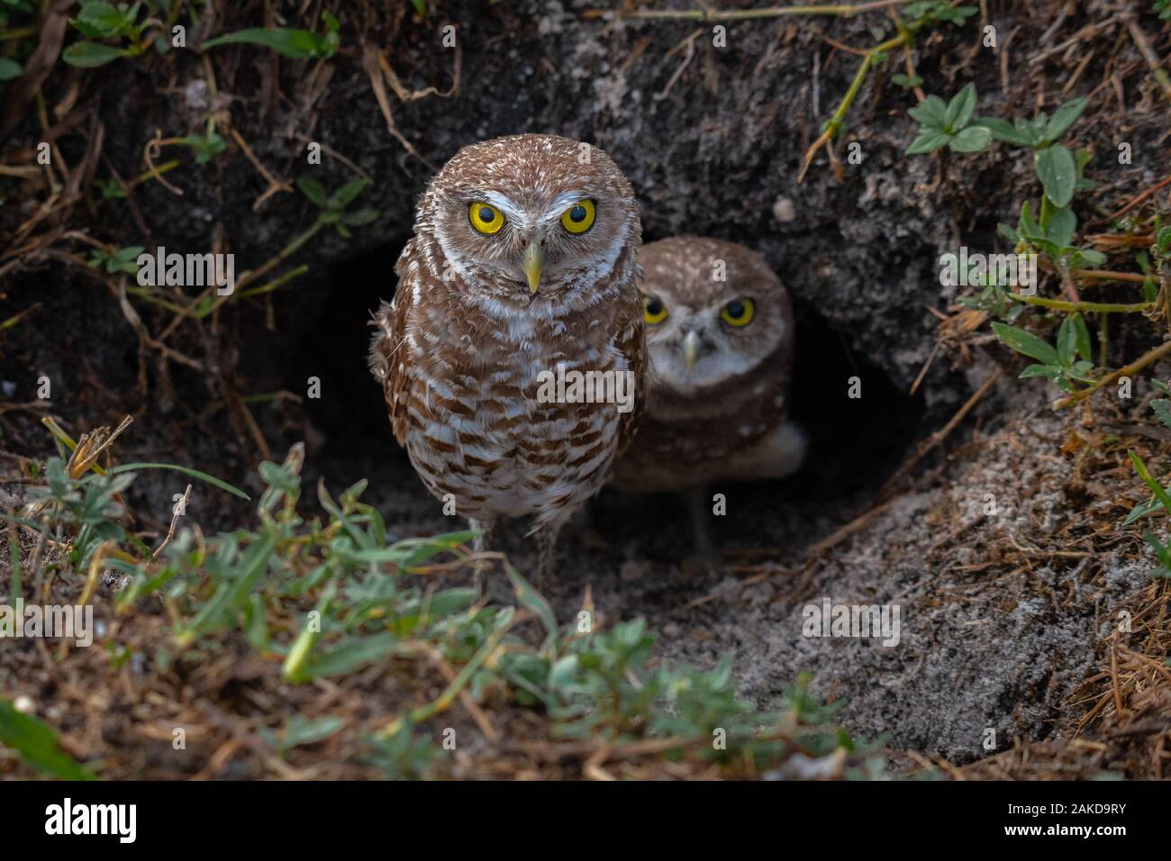 Burrowing Owls coming out of their burrow Stock Photo - Alamy