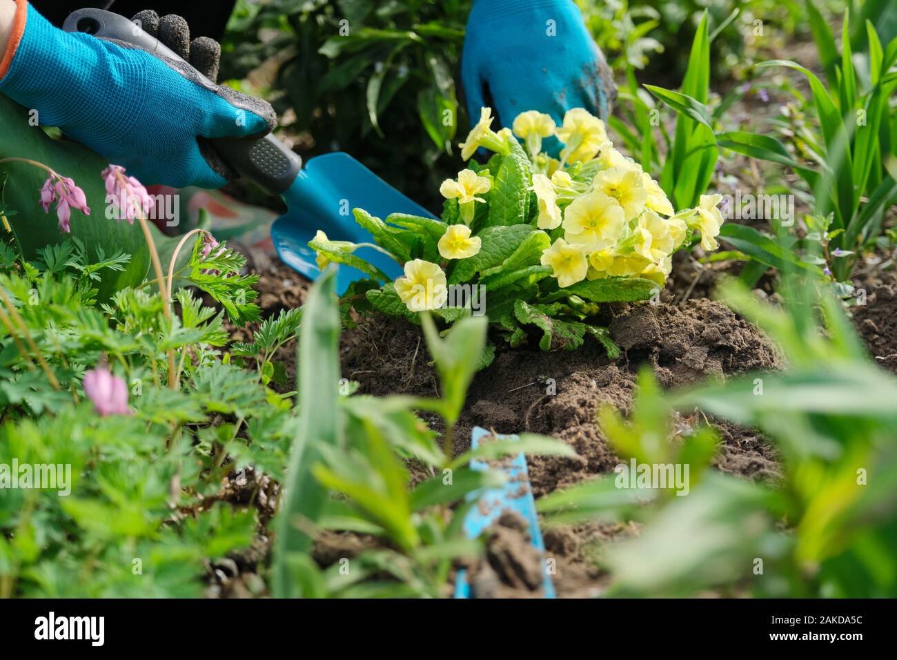 Primroses in garden woman hi-res stock photography and images - Alamy