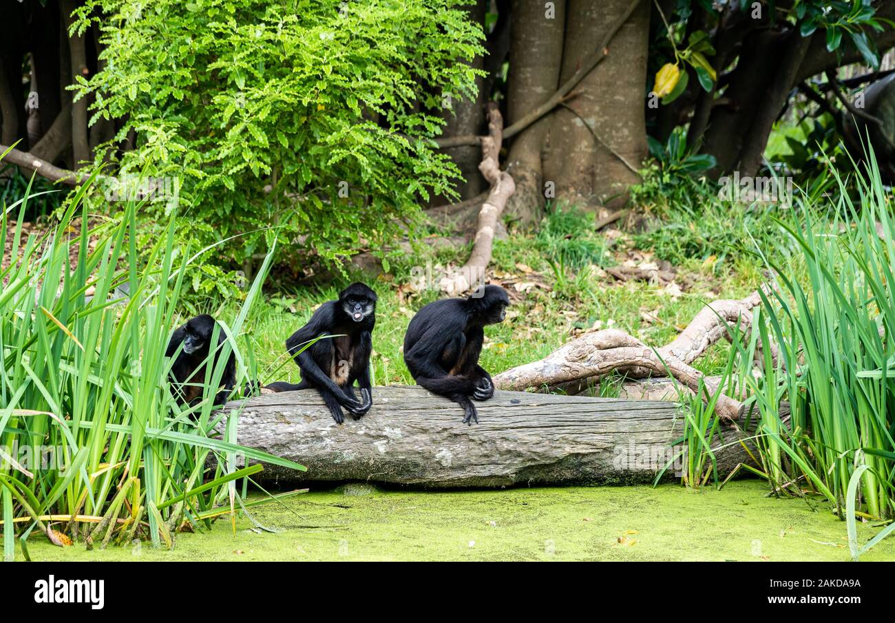 Spider monkey rest beside the river Stock Photo - Alamy