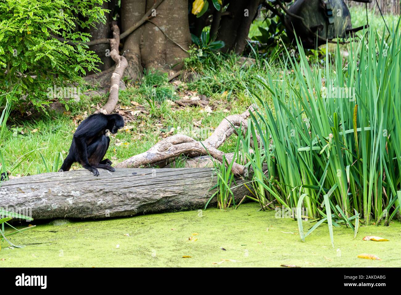 Spider monkey rest beside the river Stock Photo - Alamy