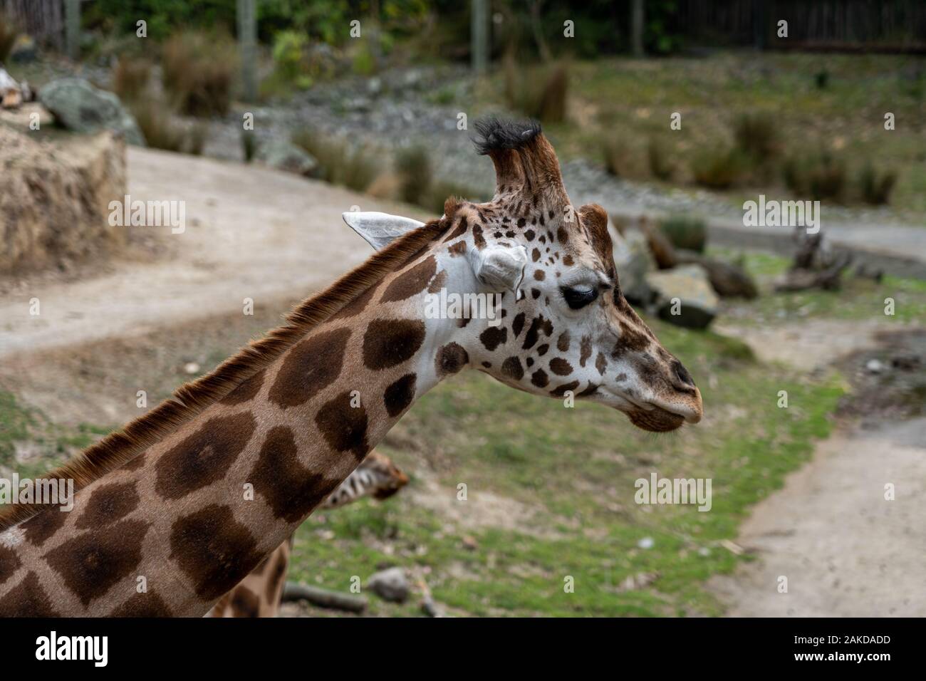 giraffe in the Zoo; giraffe eating grass Stock Photo - Alamy