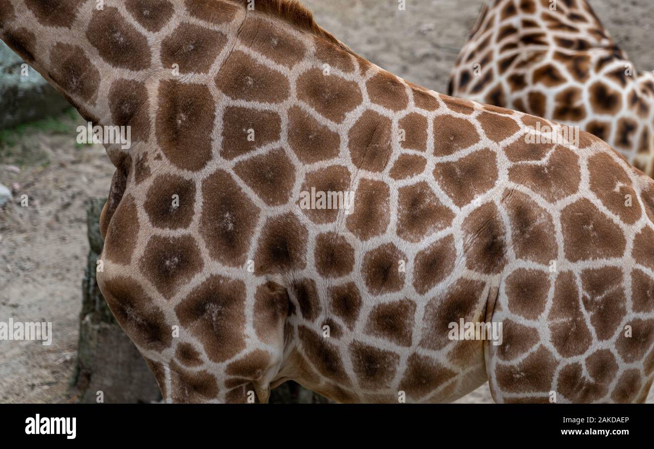 giraffe in the Zoo; giraffe eating grass Stock Photo - Alamy