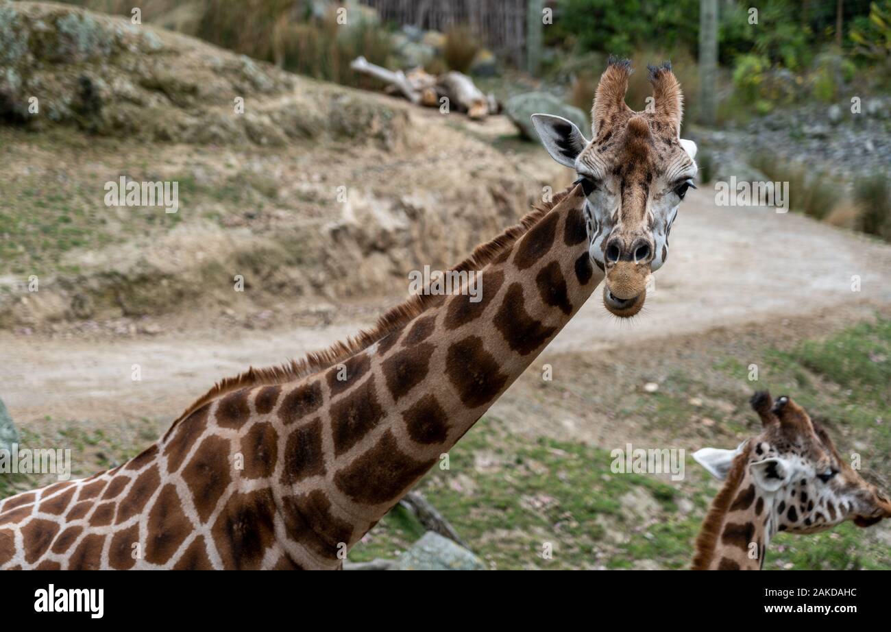 giraffe in the Zoo; giraffe eating grass Stock Photo - Alamy