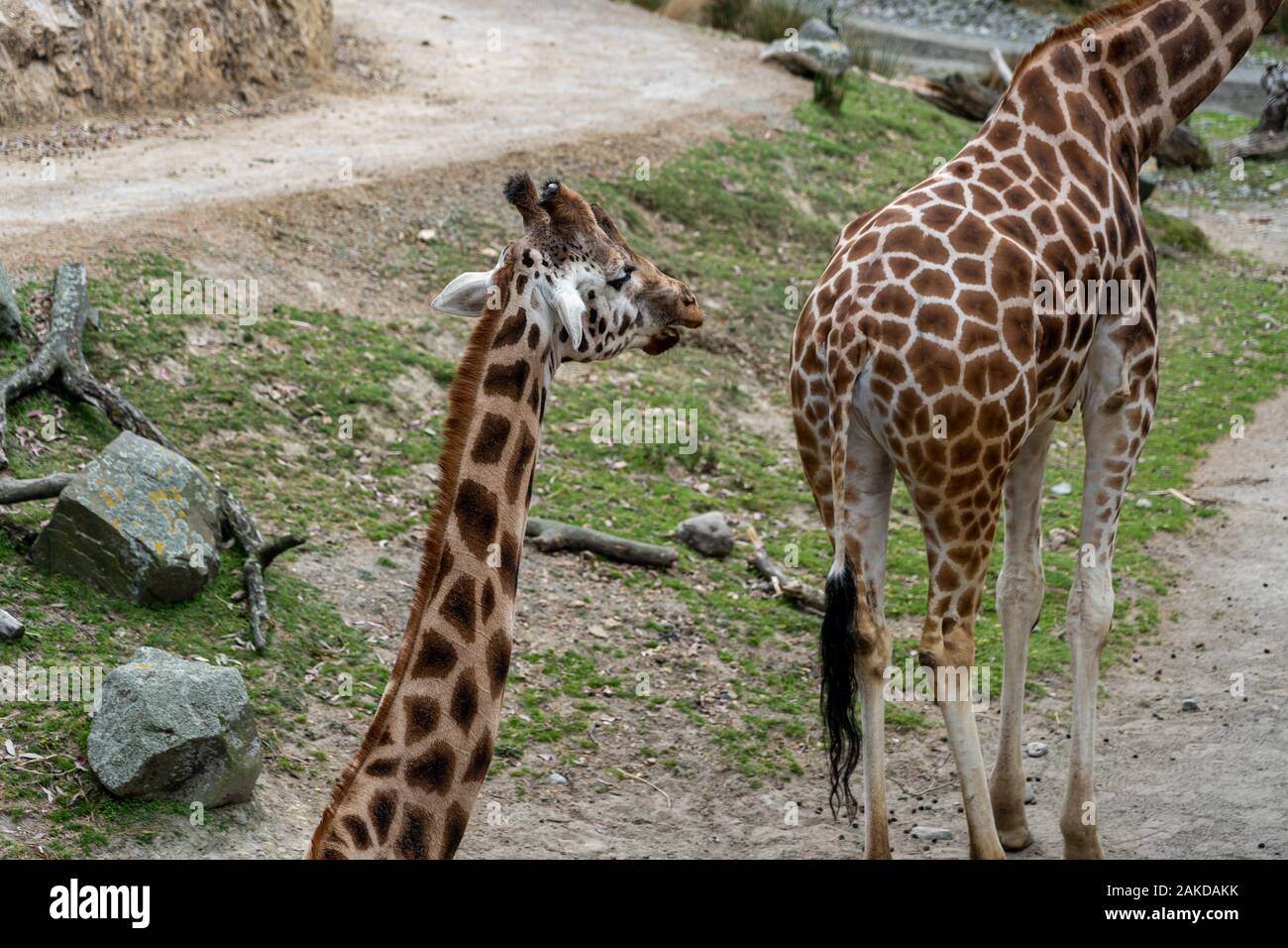 giraffe in the Zoo; giraffe eating grass Stock Photo - Alamy