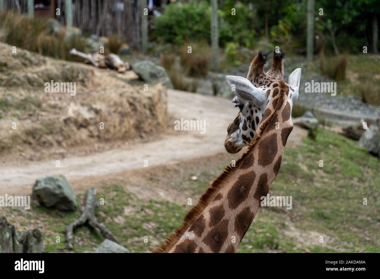 giraffe in the Zoo; giraffe eating grass Stock Photo - Alamy