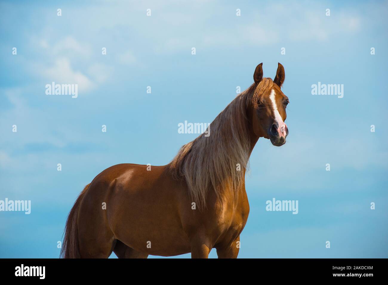 Bright Chestnut Horse