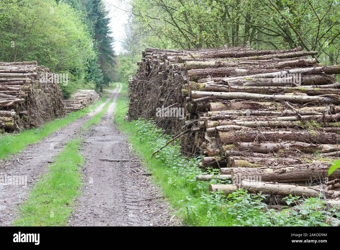 Stacking logs for drying hi-res stock photography and images - Alamy