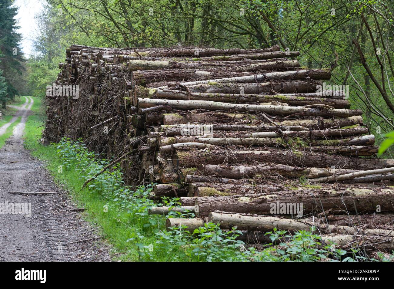 tree logs on side of Stock Photo - Alamy