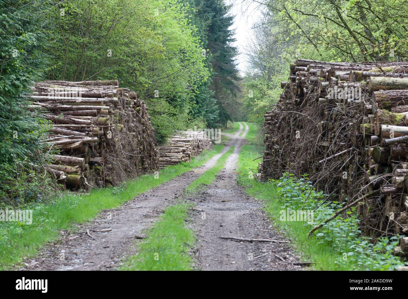 tree logs on side of Stock Photo - Alamy