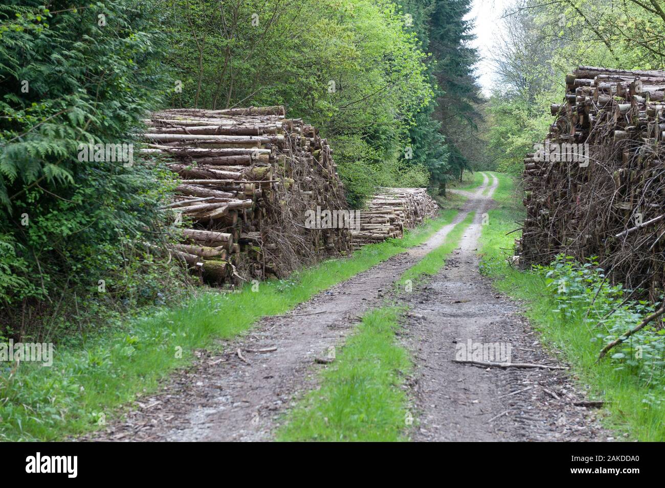 tree logs on side of Stock Photo - Alamy