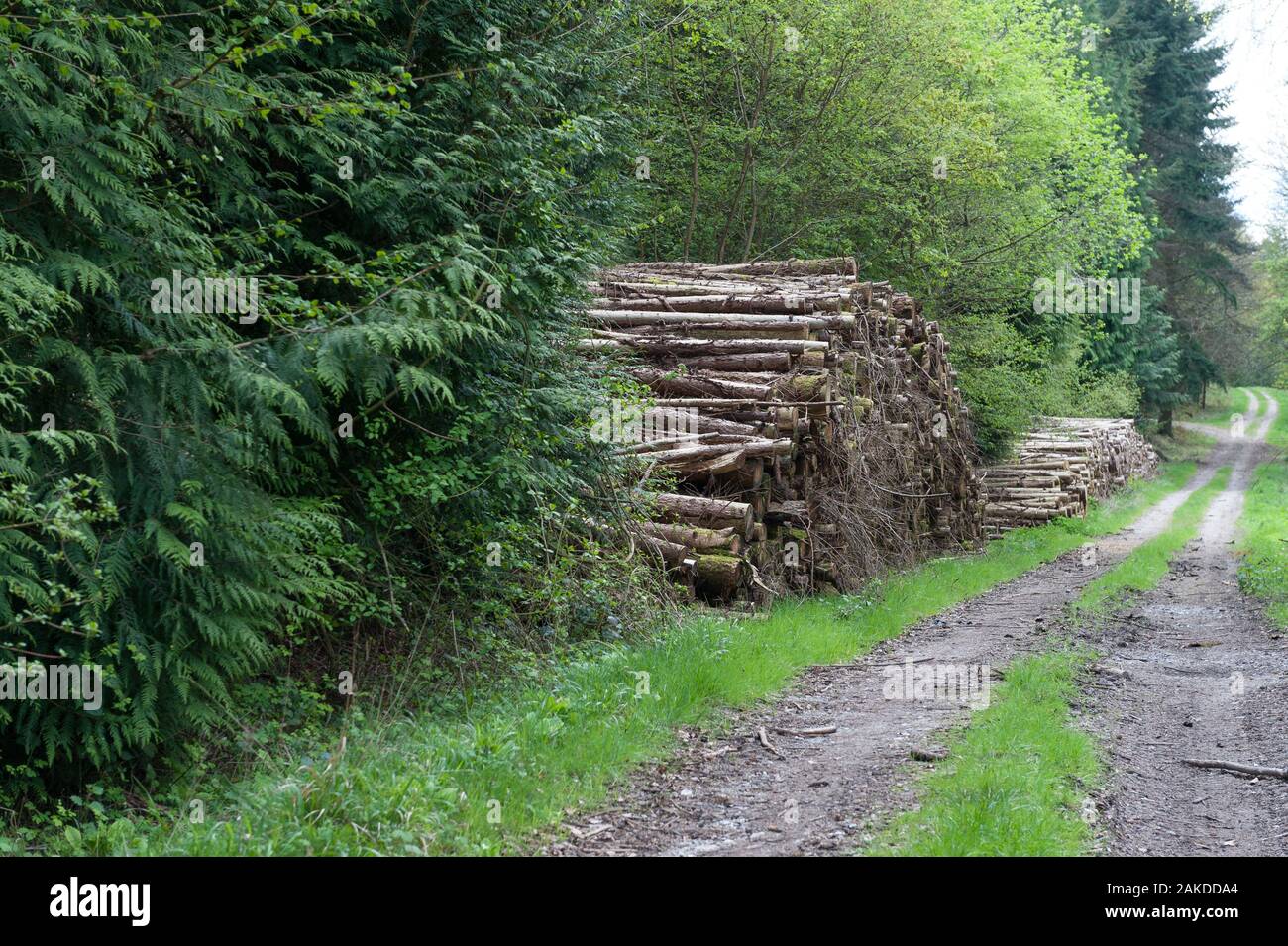 tree logs on side of Stock Photo - Alamy