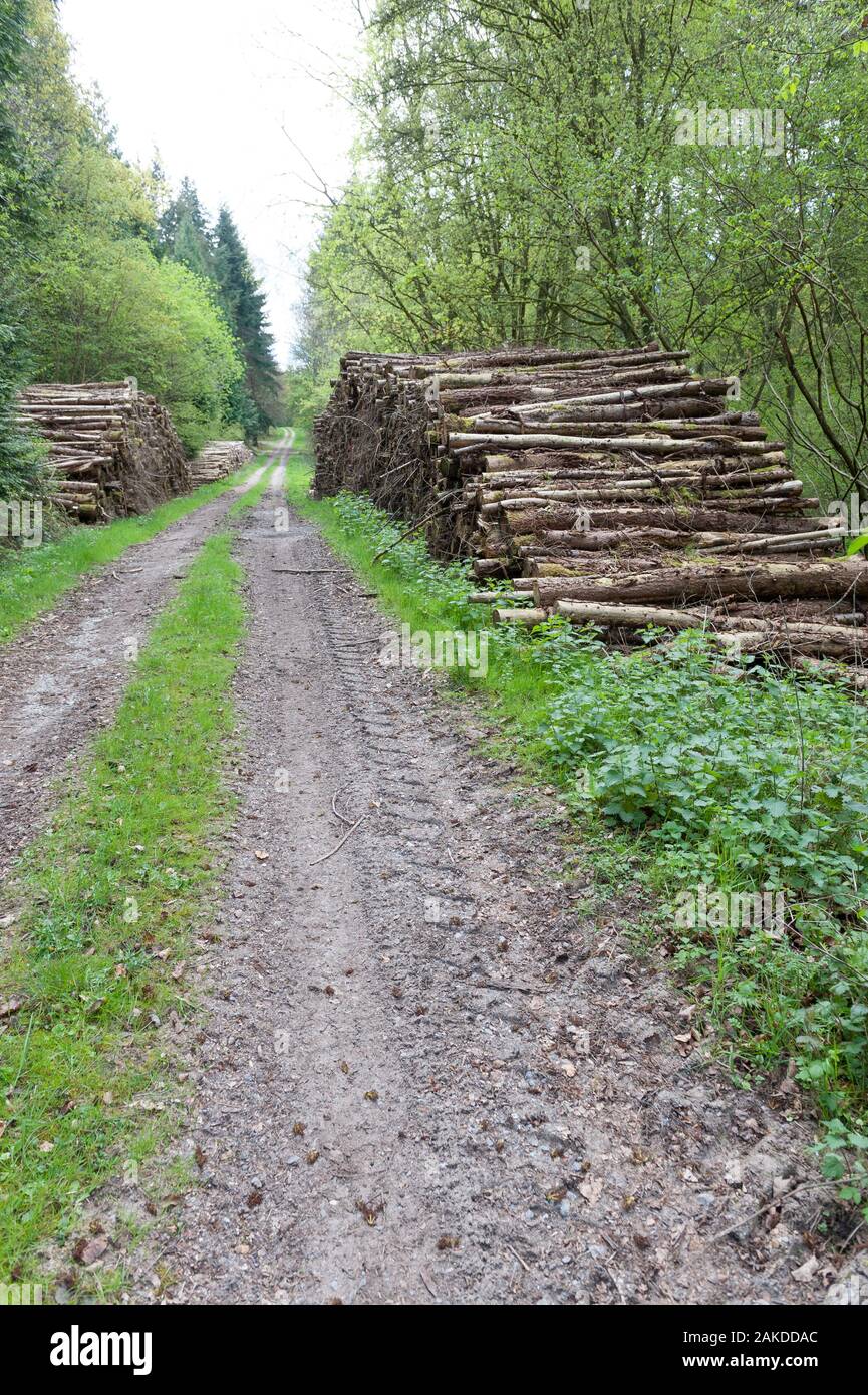 tree logs on side of Stock Photo - Alamy