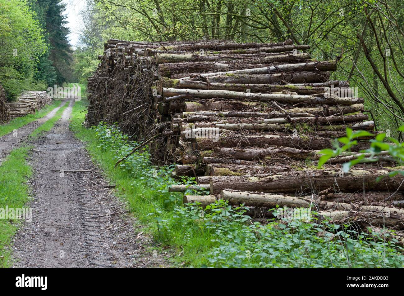 tree logs on side of Stock Photo - Alamy
