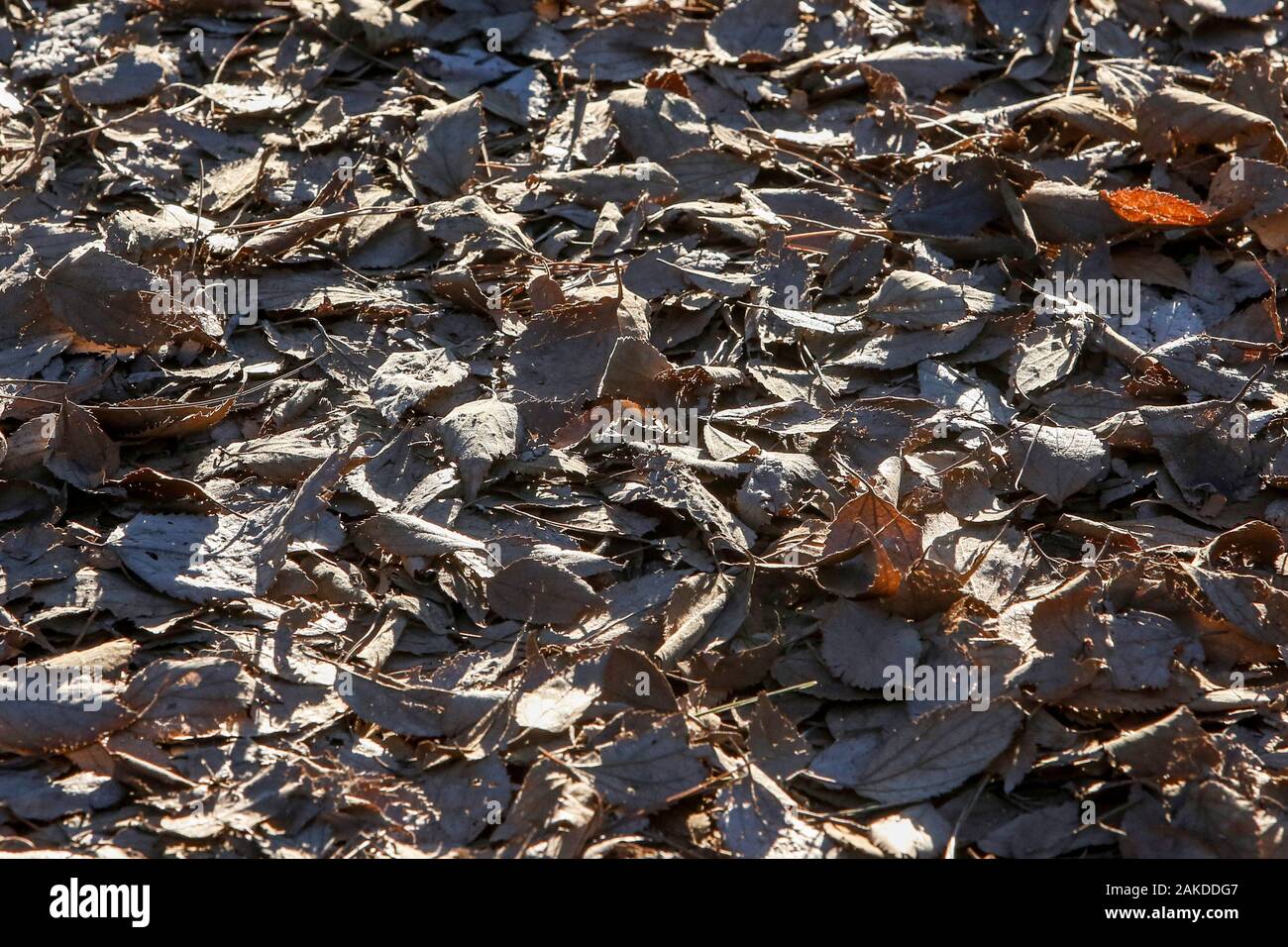 Dead leaves on the ground Stock Photo - Alamy