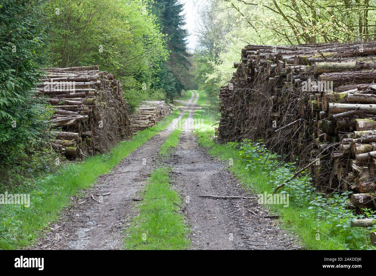 tree logs on side of Stock Photo - Alamy