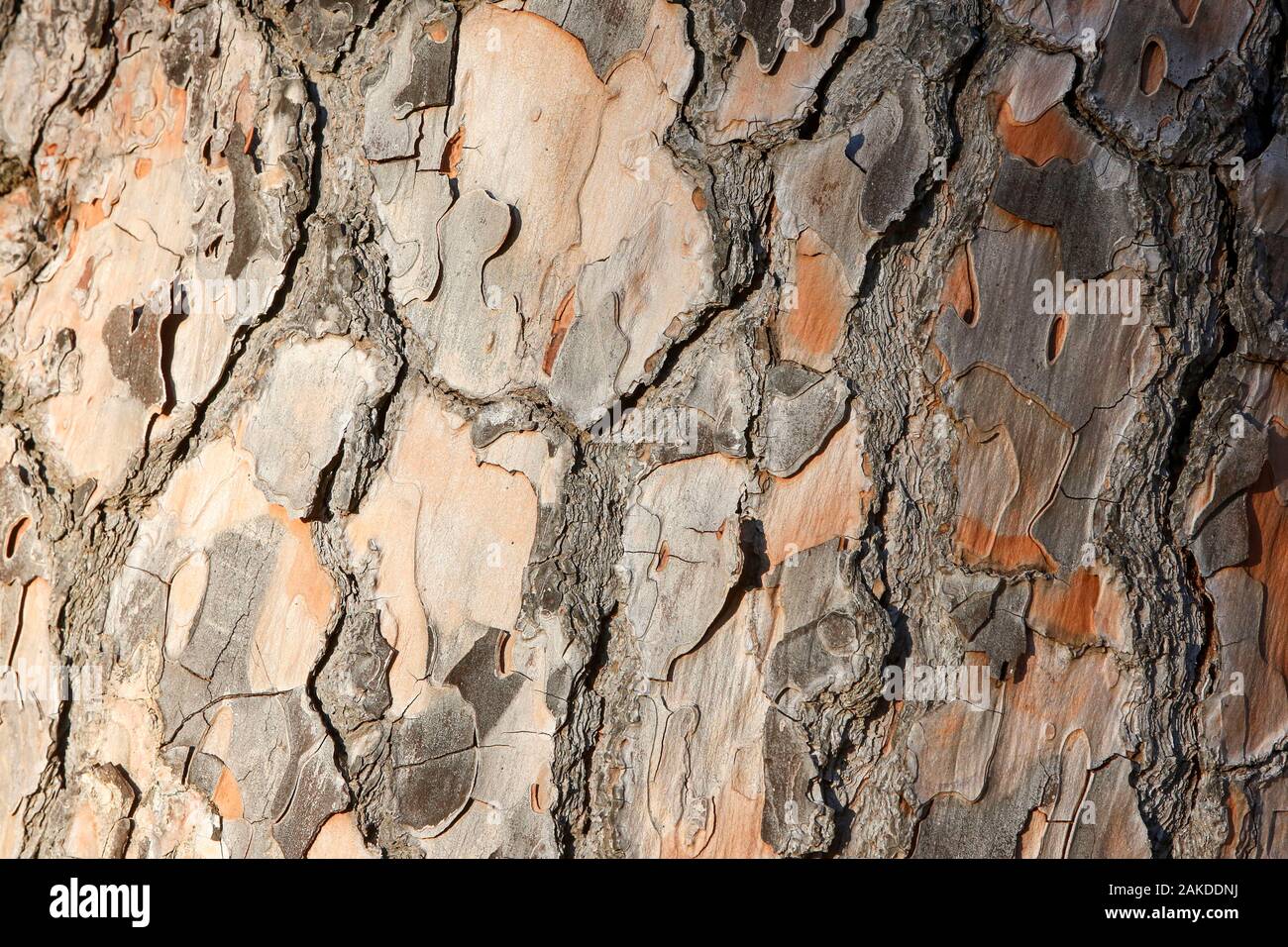 Close up tree bark texture for nature wood background or overlay Stock ...