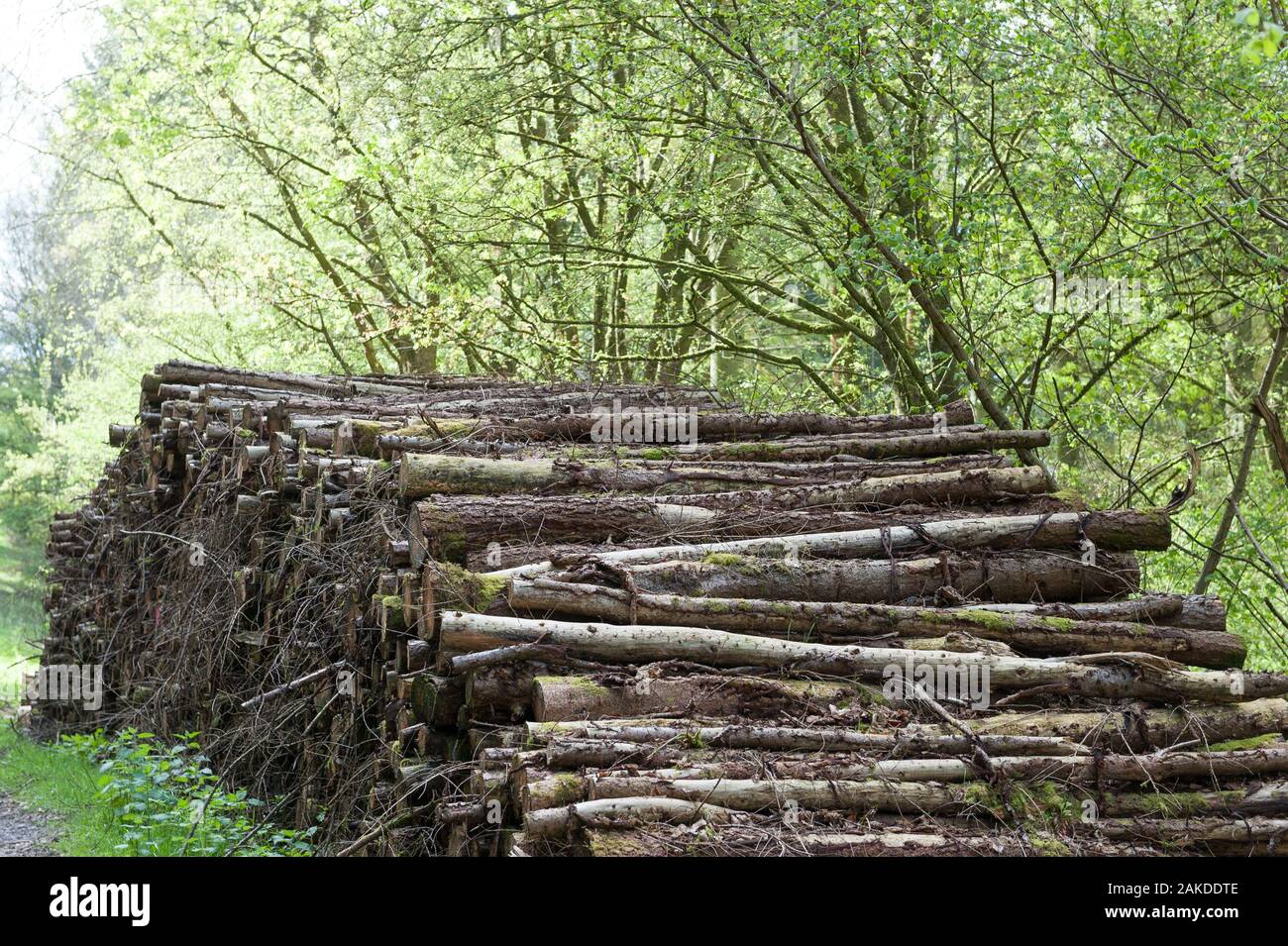 tree logs on side of Stock Photo - Alamy