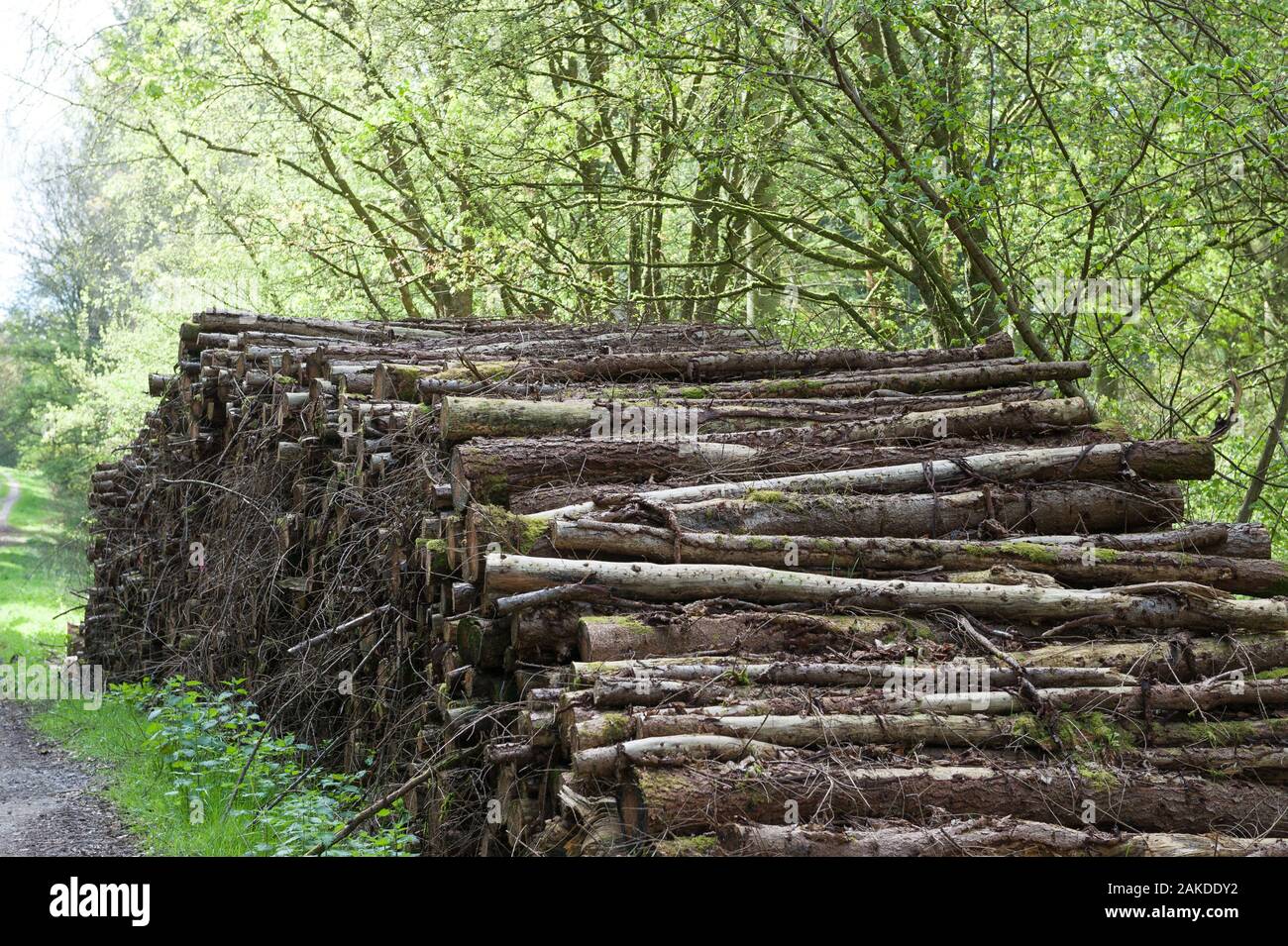 tree logs on side of Stock Photo - Alamy