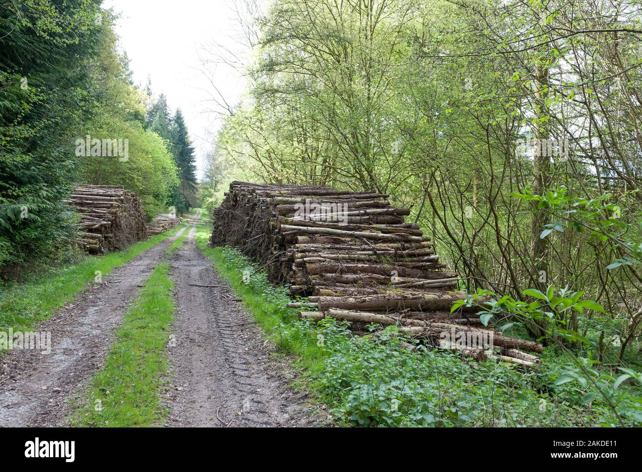tree logs on side of Stock Photo - Alamy