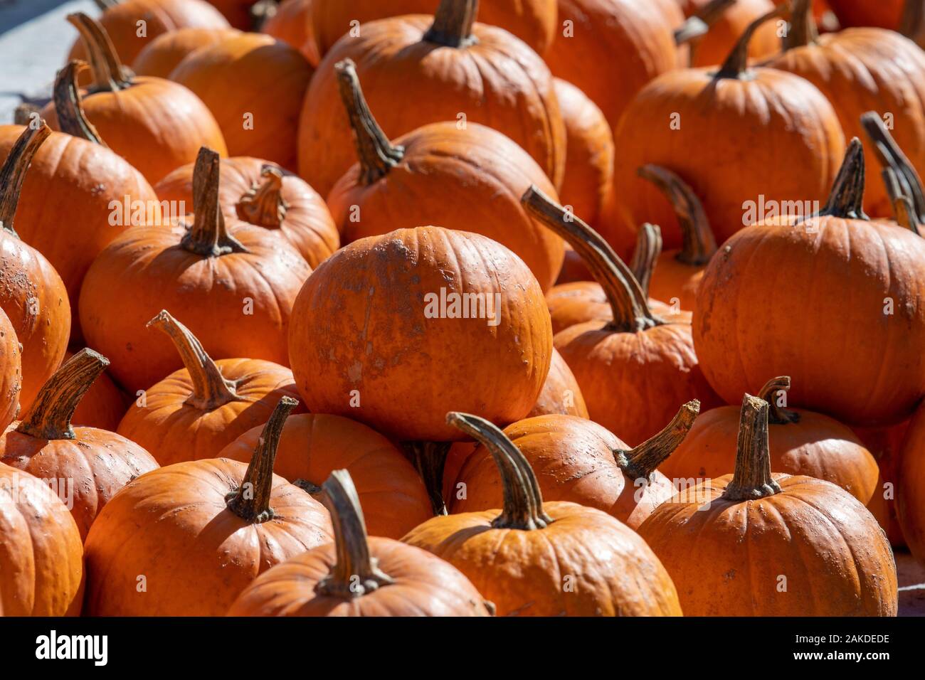 Joe vine hi-res stock photography and images - Alamy