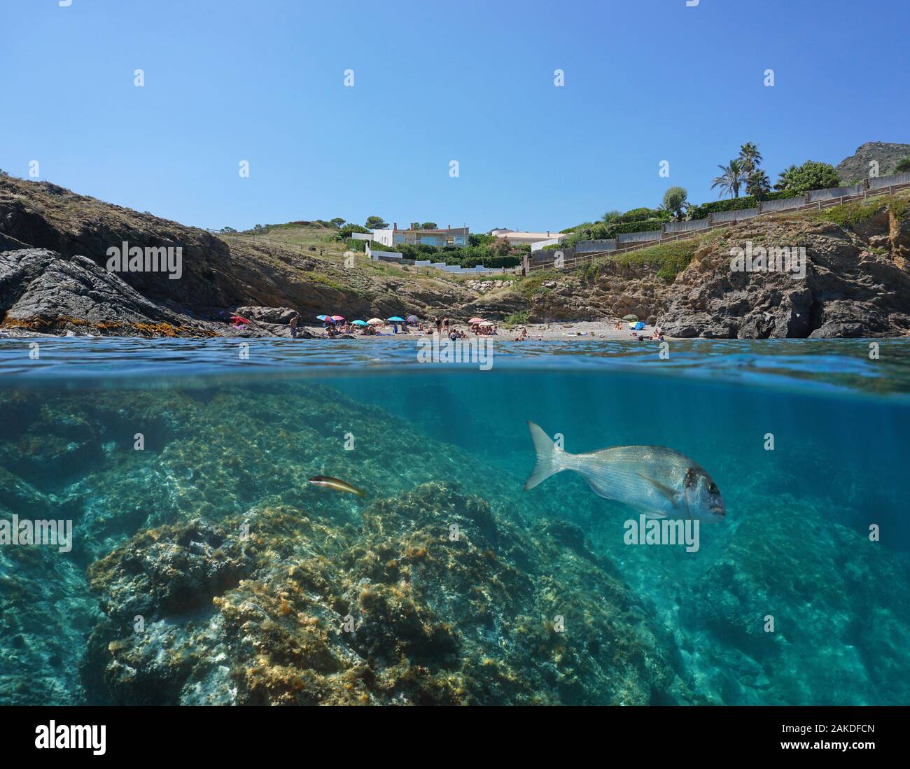 Beach on rocky coast in summer with fish underwater, split view ...