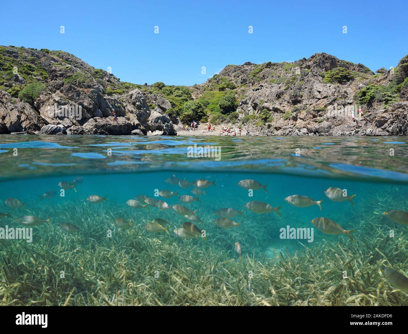 Mediterranean sea rocky cove in summer with fish and seagrass ...