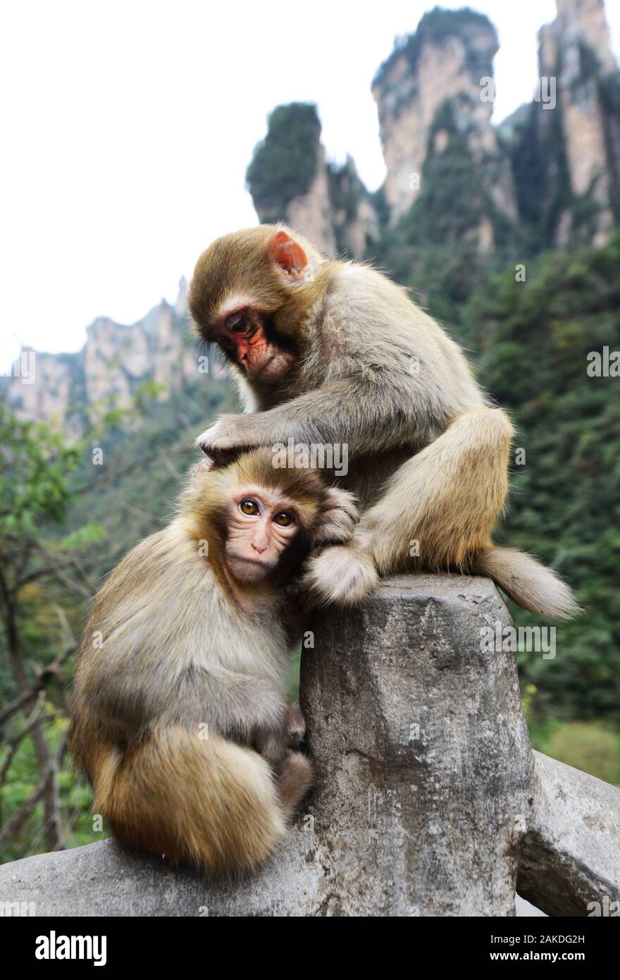Zhangjiajie national park monkey hi-res stock photography and images ...
