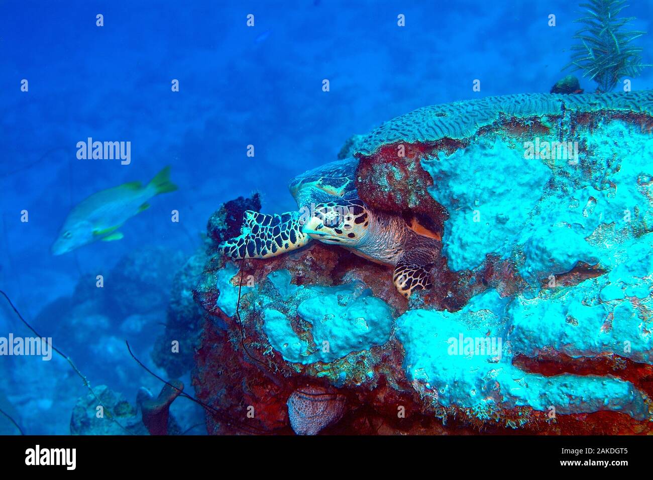 Hawksbill Turtle Caribbean High Resolution Stock Photography and Images ...