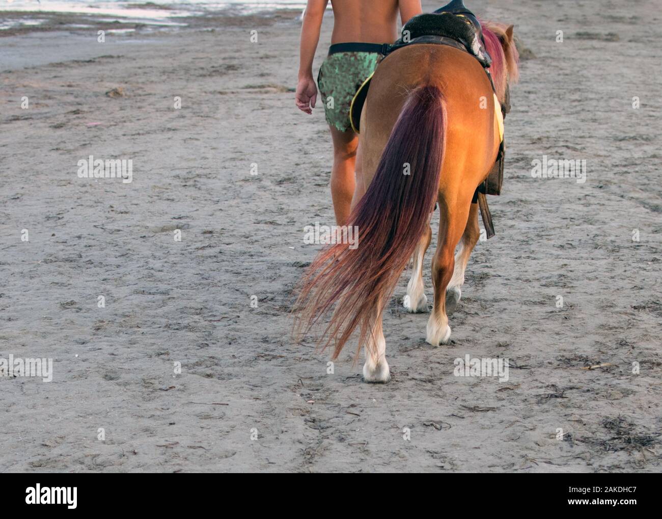 the guy leads the horse along the sandy beach, the back view. hiking ...