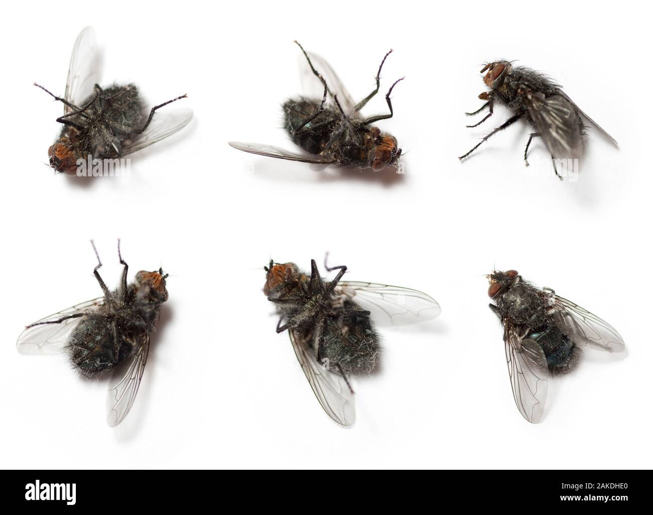 Flies isolated on white background Stock Photo - Alamy