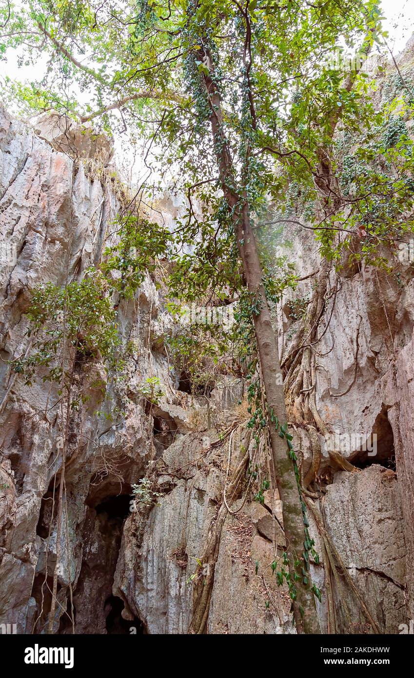Trees growing outside a cave ecosystem, the outside of which can be ...