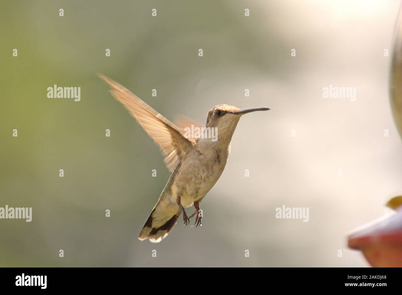 Ruby-throated hummingbird in flight approaching a feeder Stock Photo ...