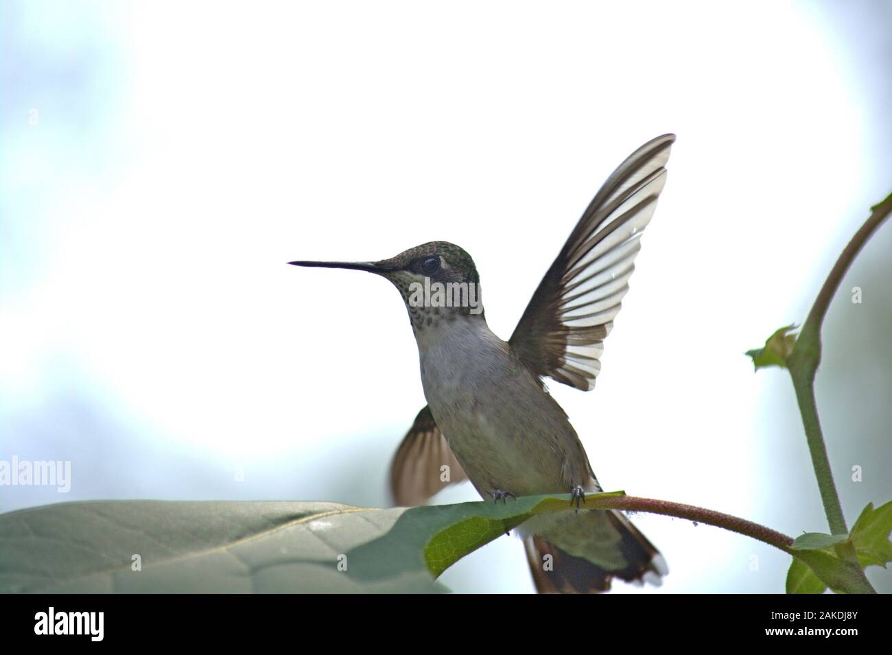 Hummingbird gardens hi-res stock photography and images - Alamy