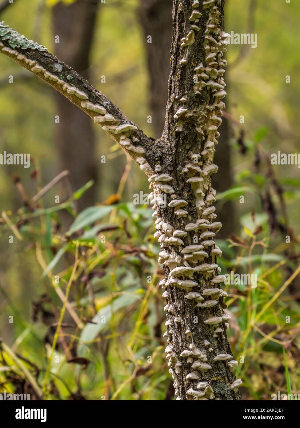 Mushrooms on a small tree trunk, Meadow Trail, Whitewater State Park ...