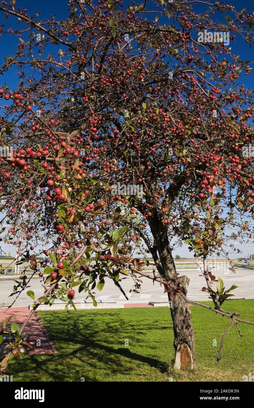 Crabapple - Malus tree growing next to a parking lot in late summer ...