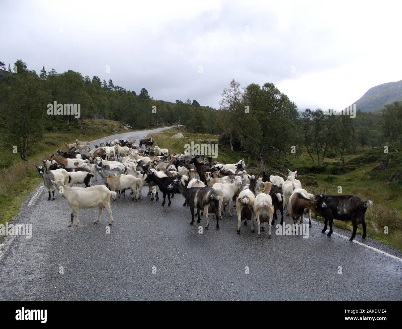Geiter hi-res stock photography and images - Alamy