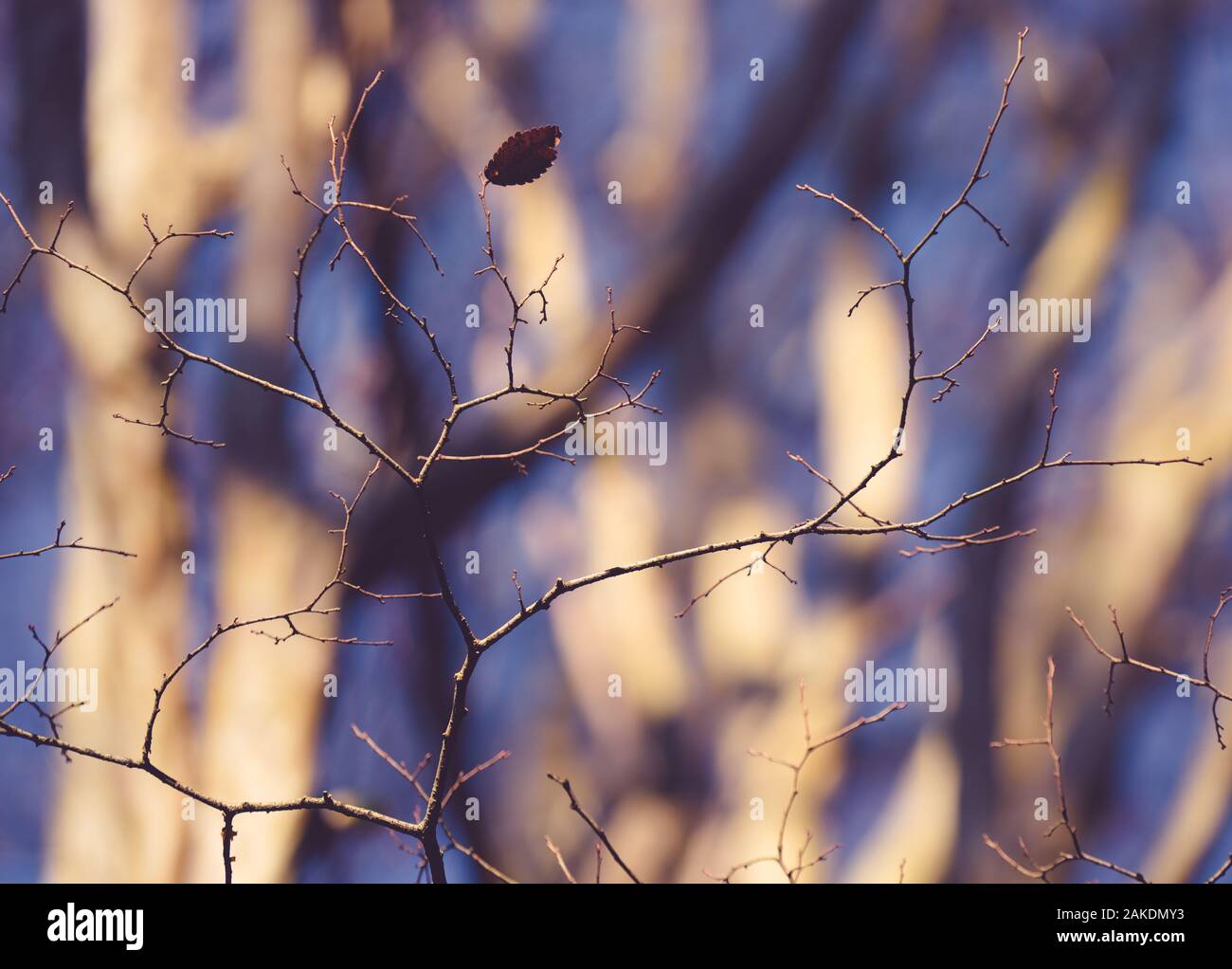 thin branches without leaves on a blurred gray-blue background Stock ...
