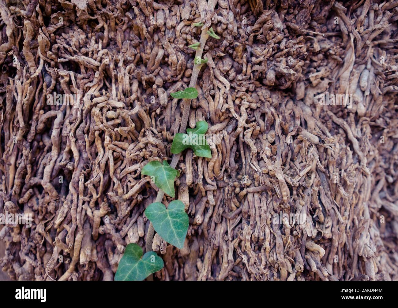 Natural background of dry branches and green ivy shoots Stock Photo - Alamy