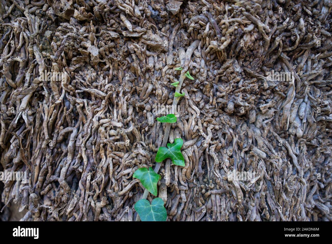 Natural background of dry branches and green ivy shoots Stock Photo - Alamy