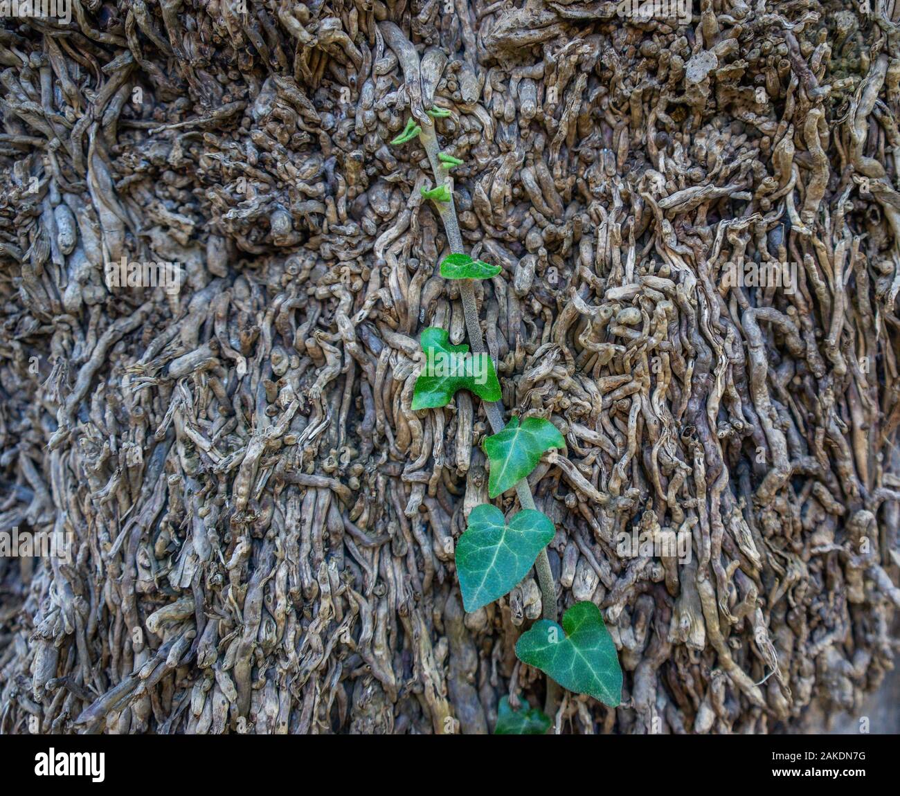 Natural background of dry branches and green ivy shoots Stock Photo - Alamy