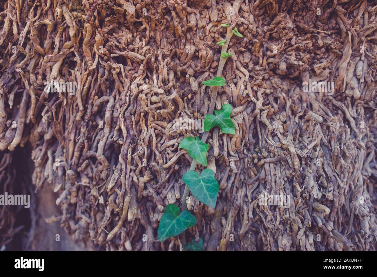 Natural background of dry branches and green ivy shoots Stock Photo - Alamy
